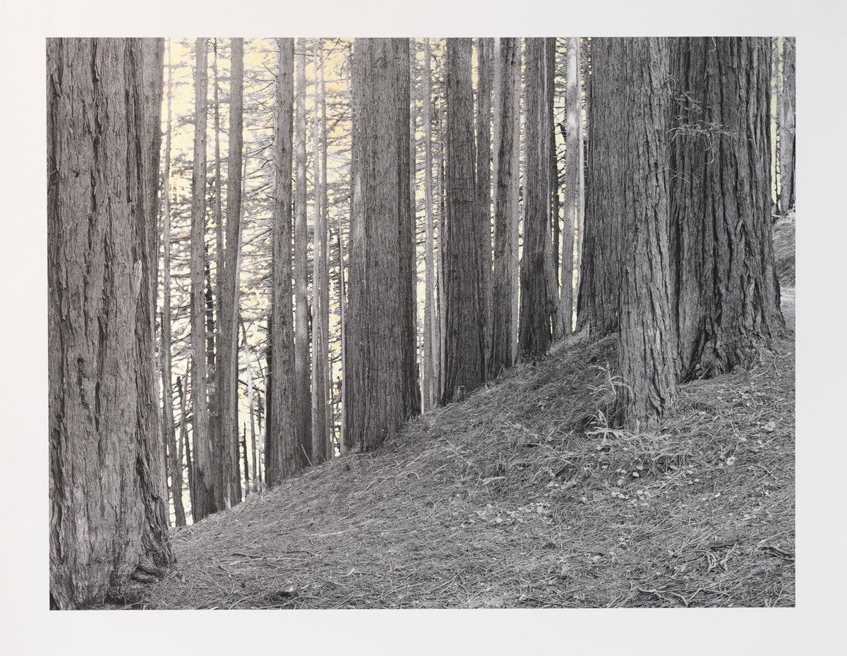 Alice Shaw – Gallery 16